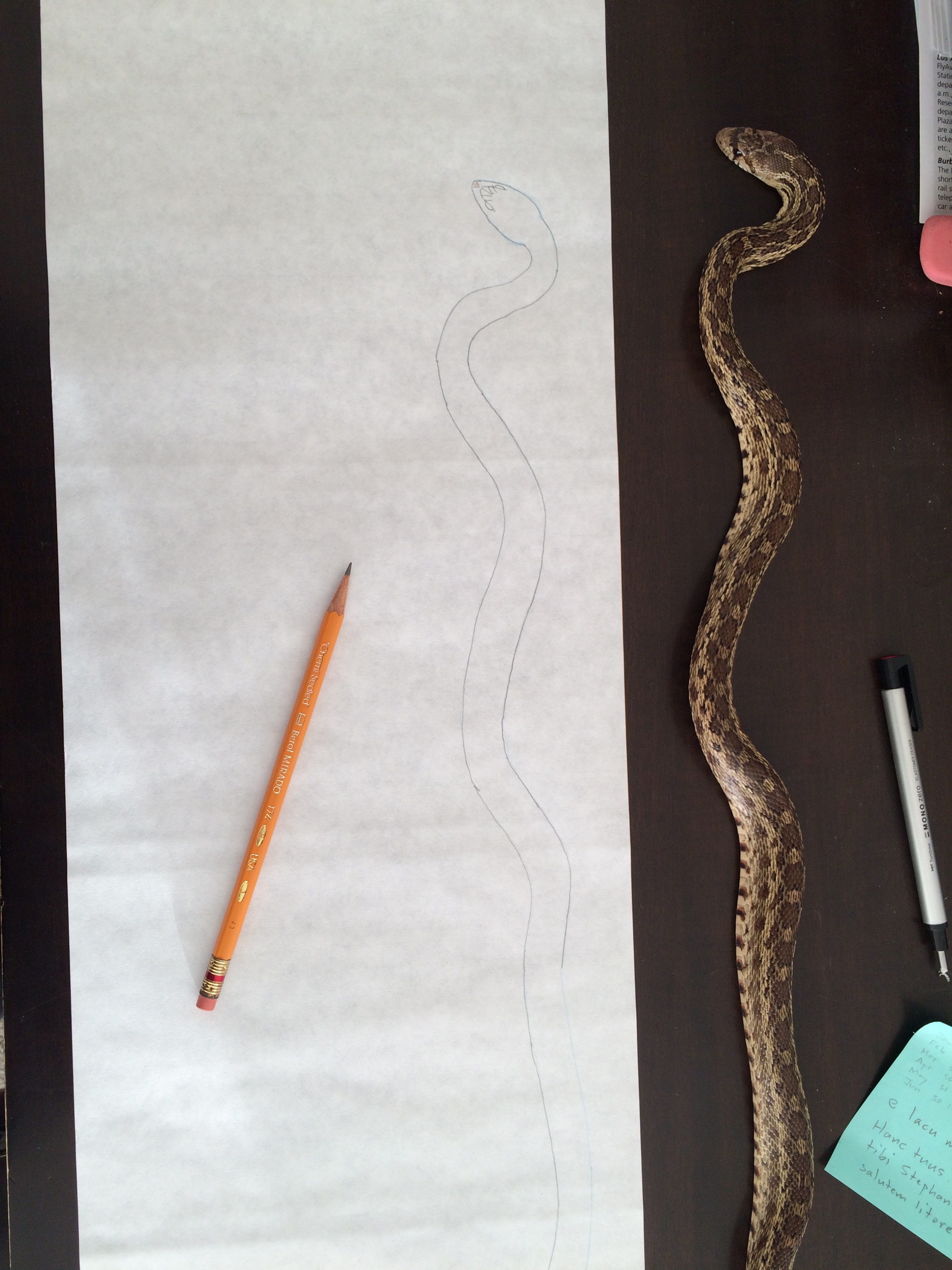 Snake outline | Steven E. F. Brown