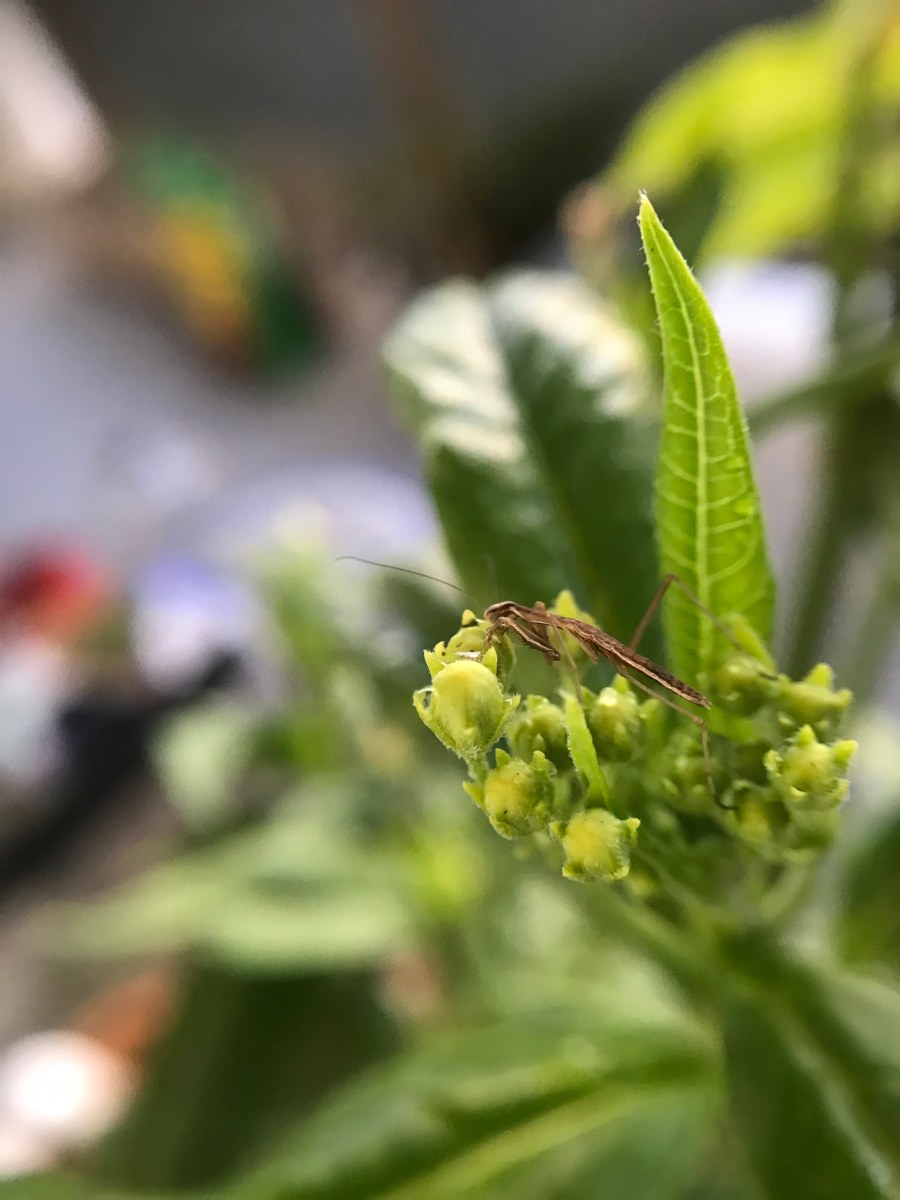 Mantis drinking | Steven E. F. Brown